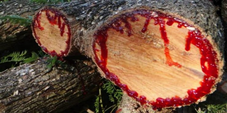 An Unbelievable Tree BLEEDS RED Like Humans when it is cut down