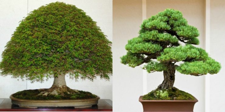 The Most Amazing History of Bonsai Plants You Never Knew