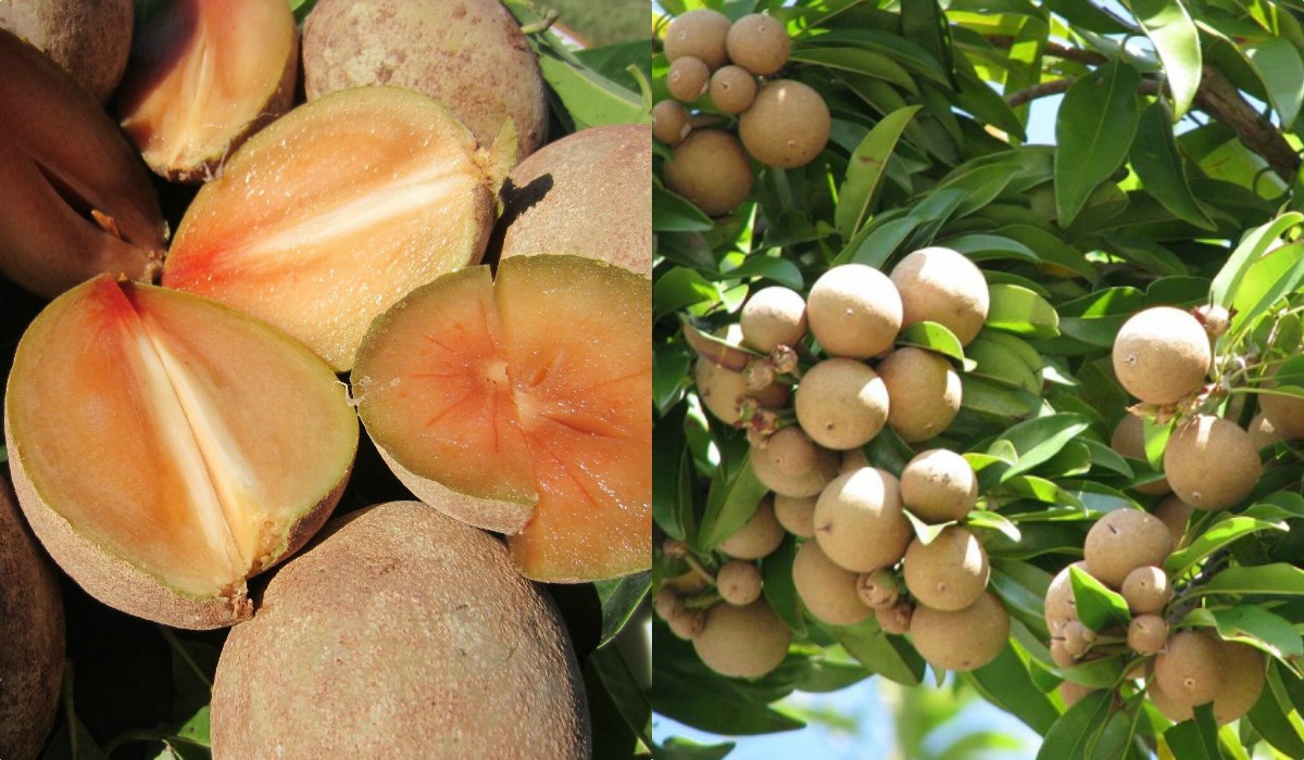 Chikoo (Sapota): The Evergreen Fruit With Miraculous Benefits