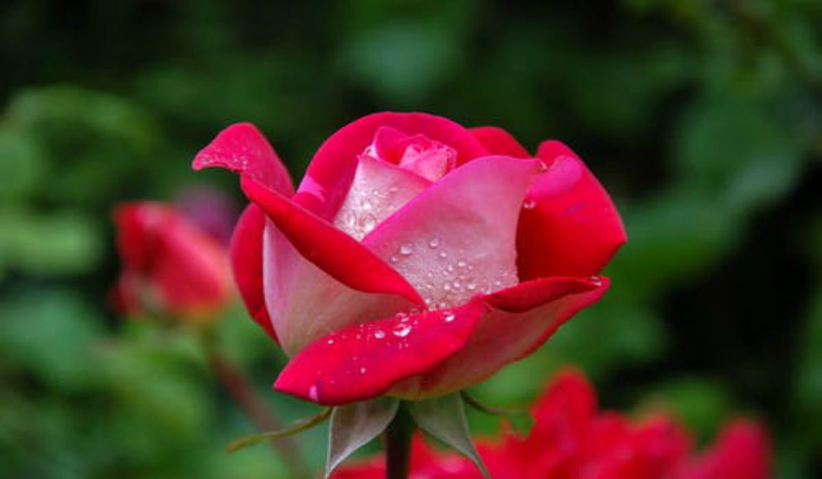 6 Powerful Aphrodisiac Flowers That Give You A Sensual Boost