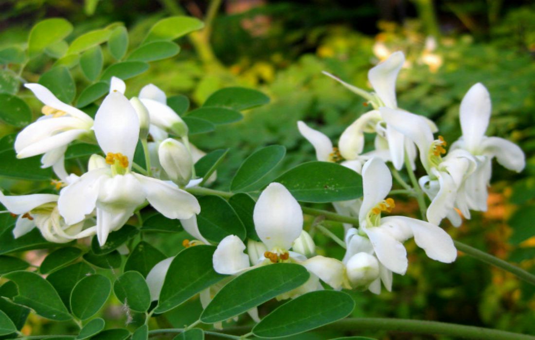 Moringa Flower And Its 5 Miraculous Health Benefits