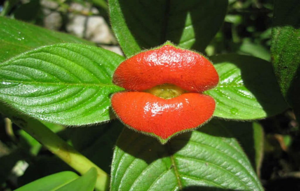 All You Need To Know About The 6 Most Seductive Aphrodisiac Flowers
