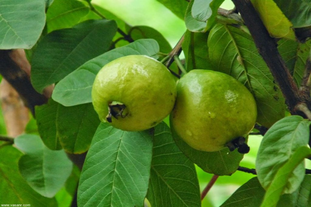 5 Confounding Beauty And Health Benefits of Guava Leaves – Lifeandtrendz