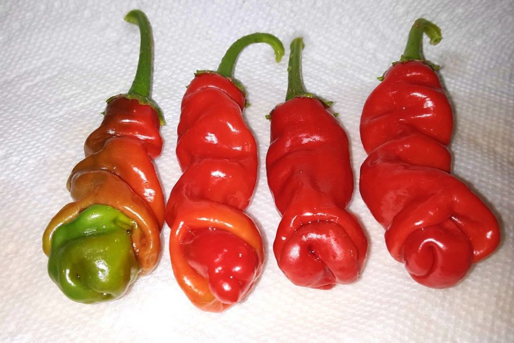 5 Unusual Vegetables You Should Start Growing In Your Garden