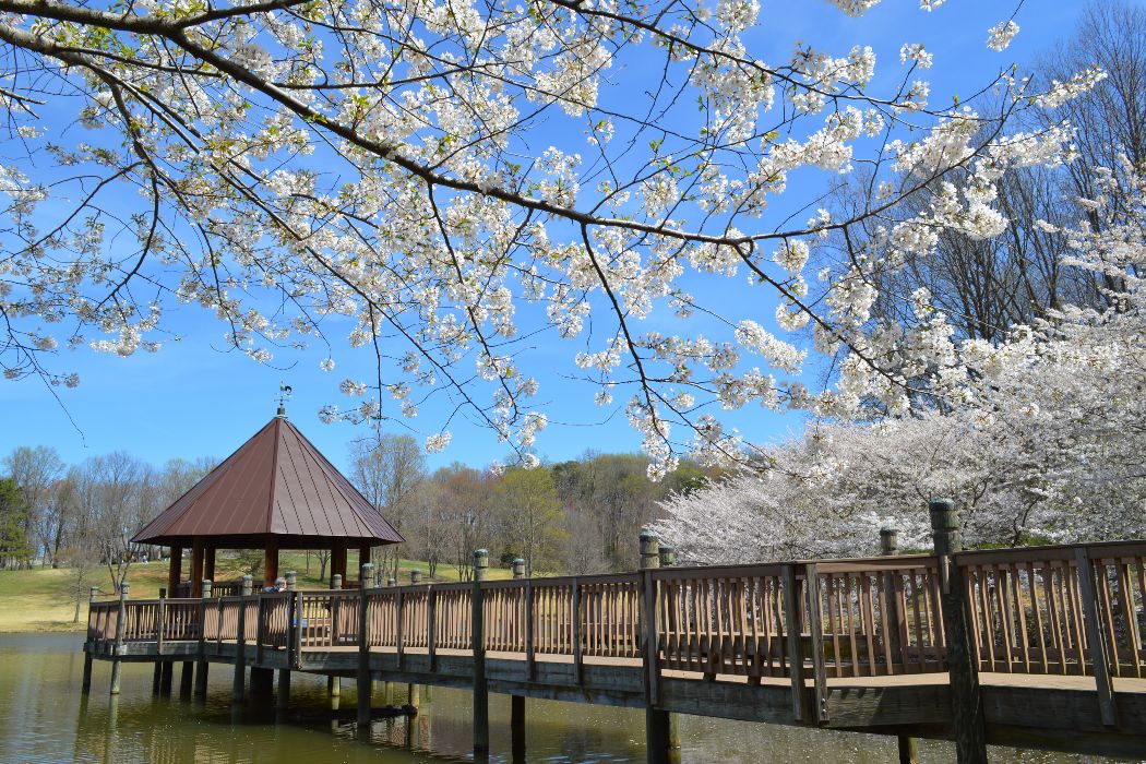Celebrate Spring in Virginia