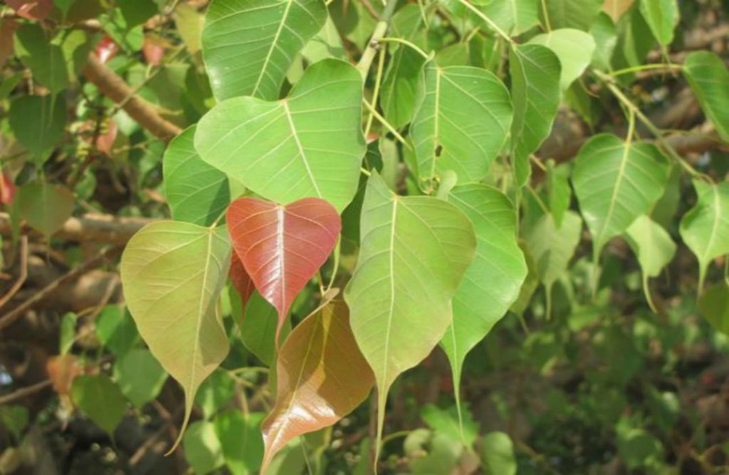 5 Wholesome Health Benefits of Peepal Tree That Will Surprise You